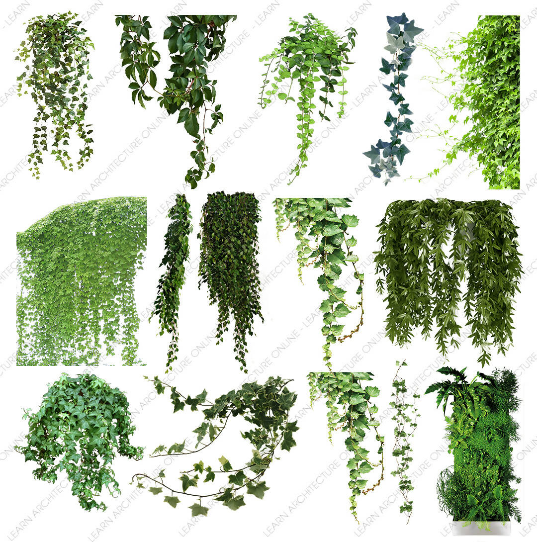 24 Ivy Plant Cutouts – Learn Architecture Online