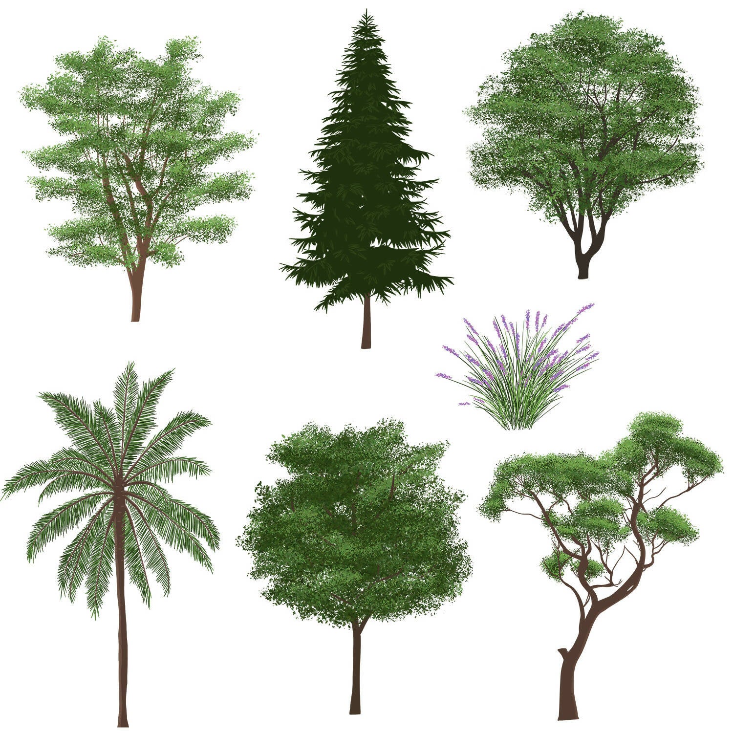 Flat Vector Tree Illustrations – Learn Architecture Online