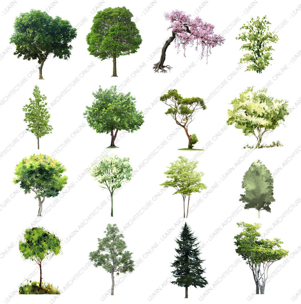 40 Tree Elevation Cutouts – Learn Architecture Online